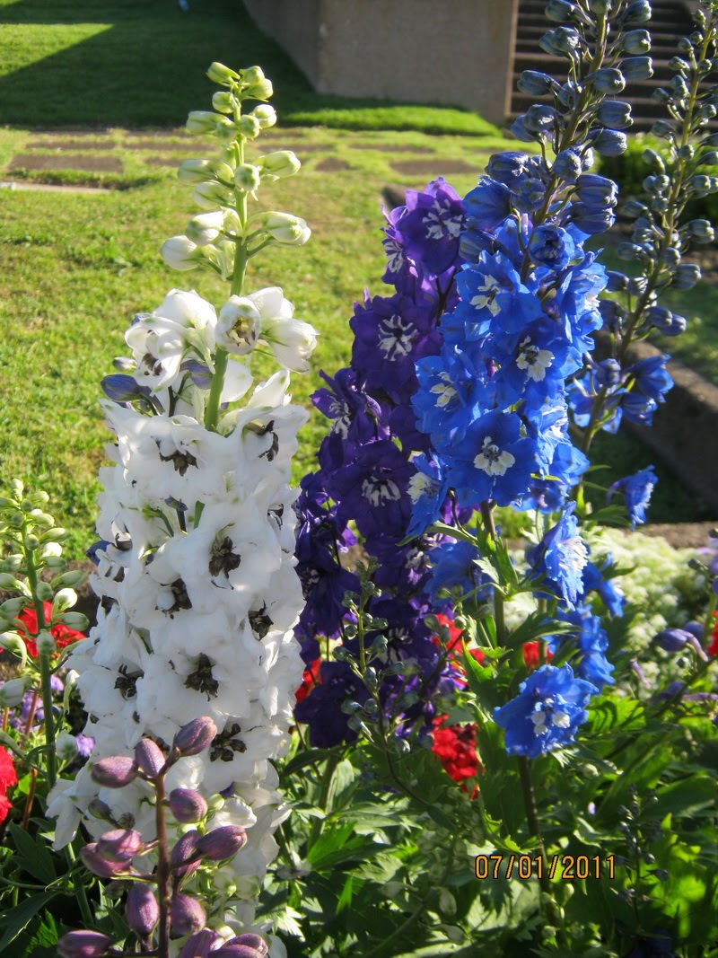 my walk with food and beautiful plants and flowers: Macroflowers ...