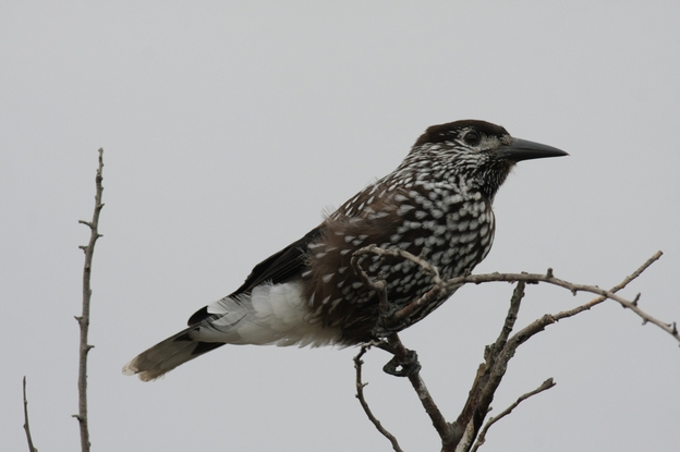 Birding Azerbaijan: bird migration