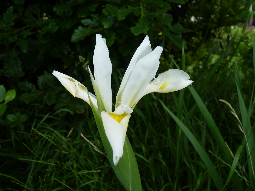 Høneballehaven på Samsø og Hellerupvej på Fyn: Liljer, iris, hosta og ...