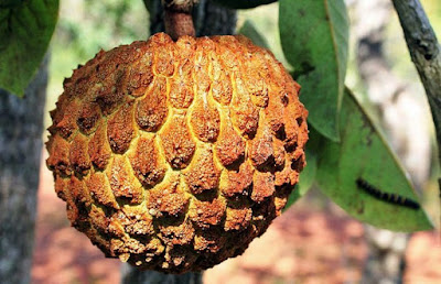FRUTAS BRASIL: A Familia Anonáceas