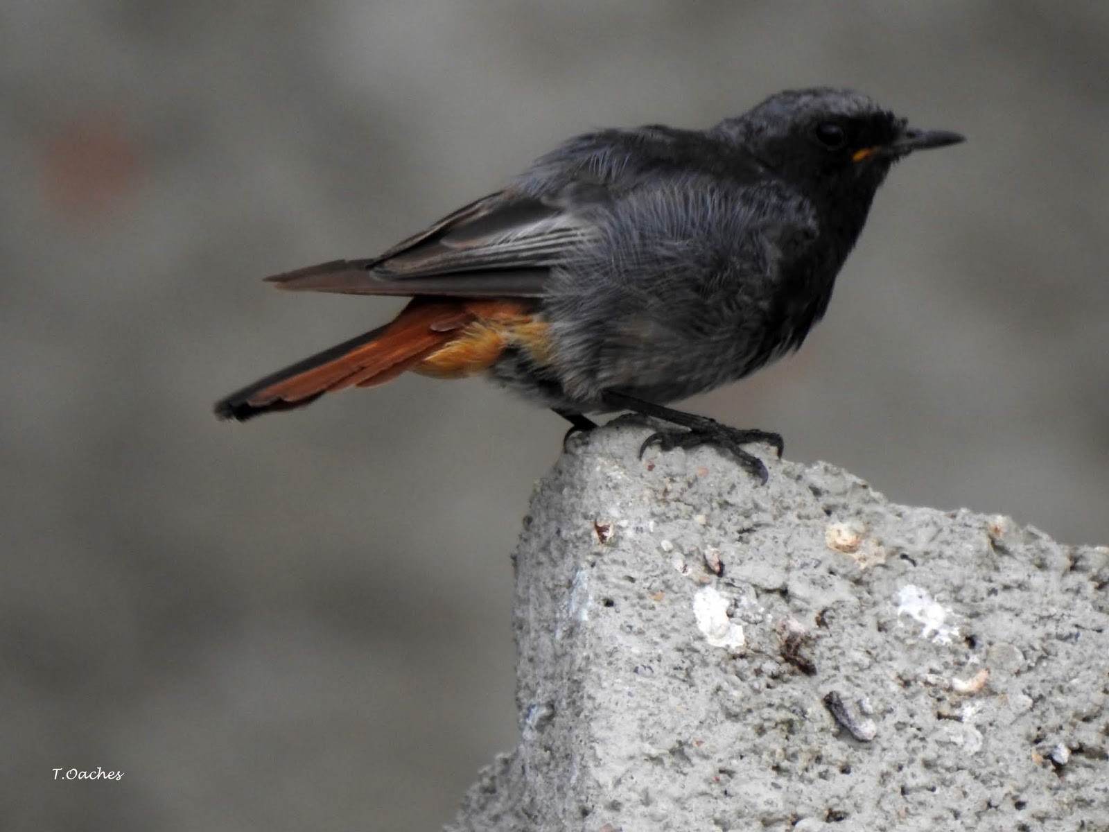 PASARI DIN ROMANIA: CODROS DE MUNTE (1), Phoenicurus ochruros