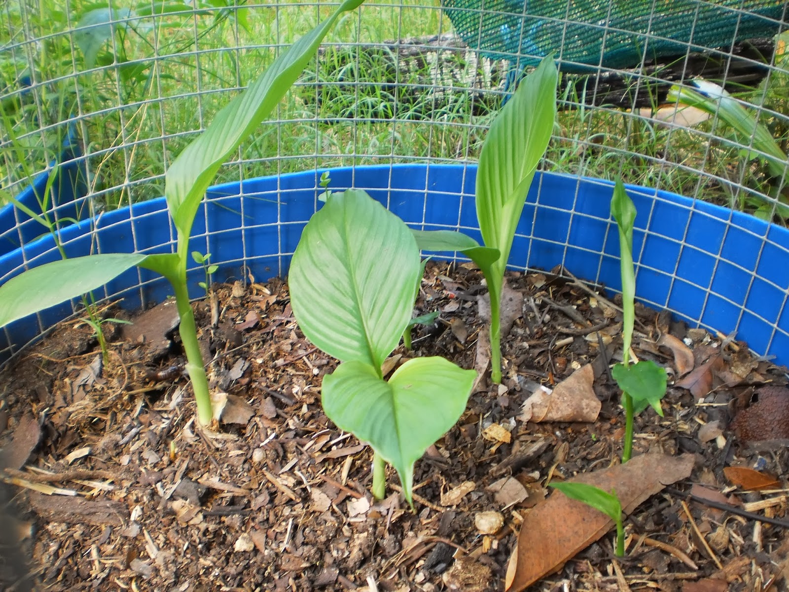 Growing edible ginger plants in Brisbane for beginners!