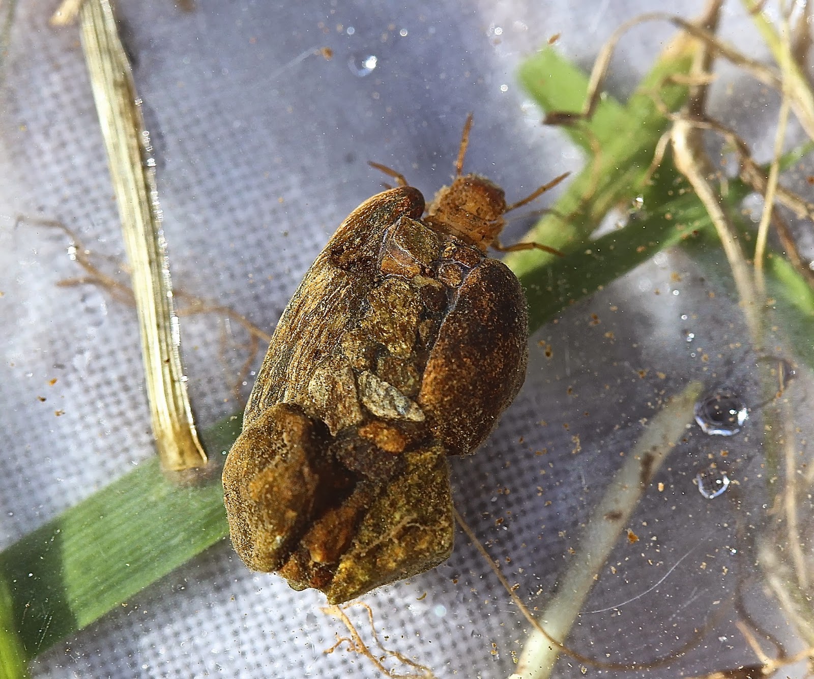 Aquatic Insects of Central Virginia: EPT Species List for Central ...
