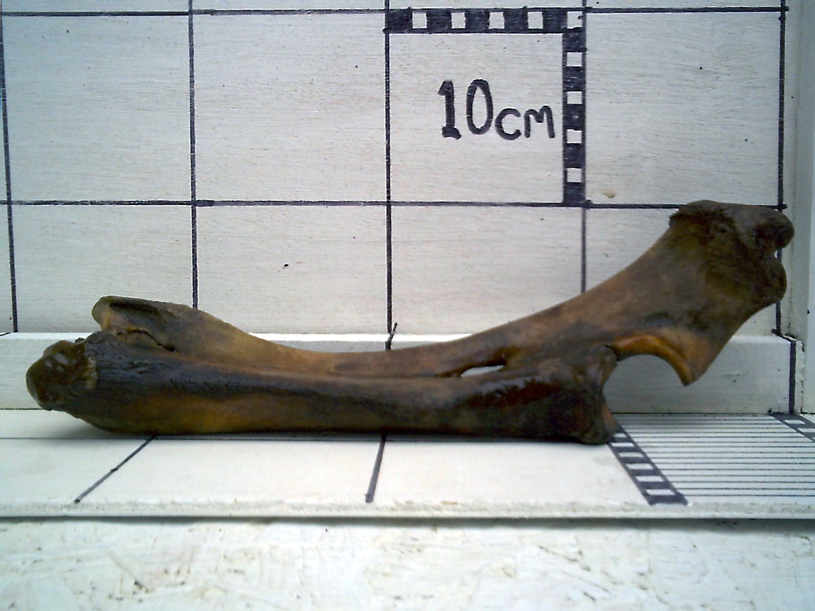 HISTORY OF A BECK: New finds Bovine bones size and weights.