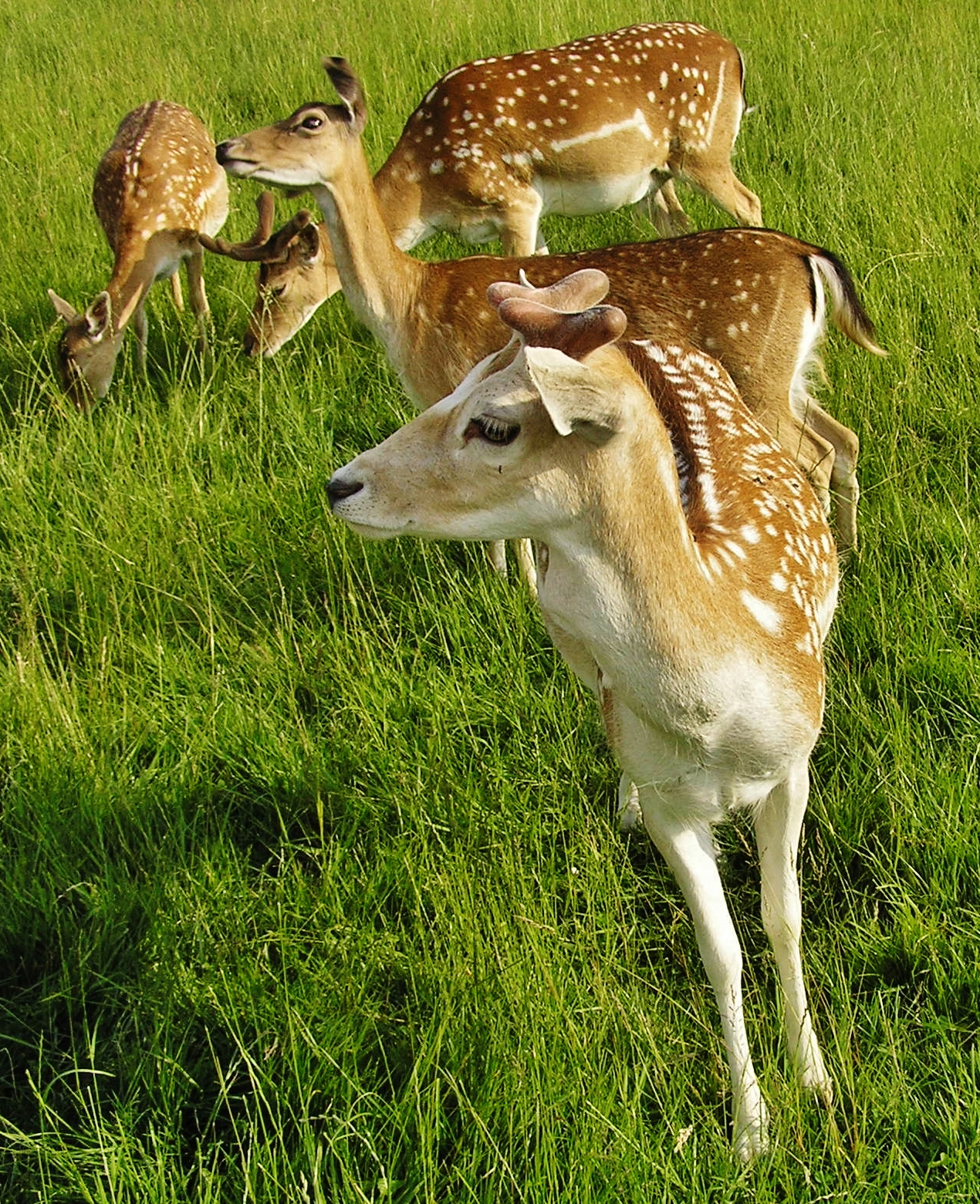 Fotografien von Heiko Steiert: Tierfotos