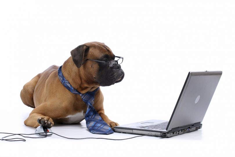 Why Dog Blogs Are So Popular - Doglopedix