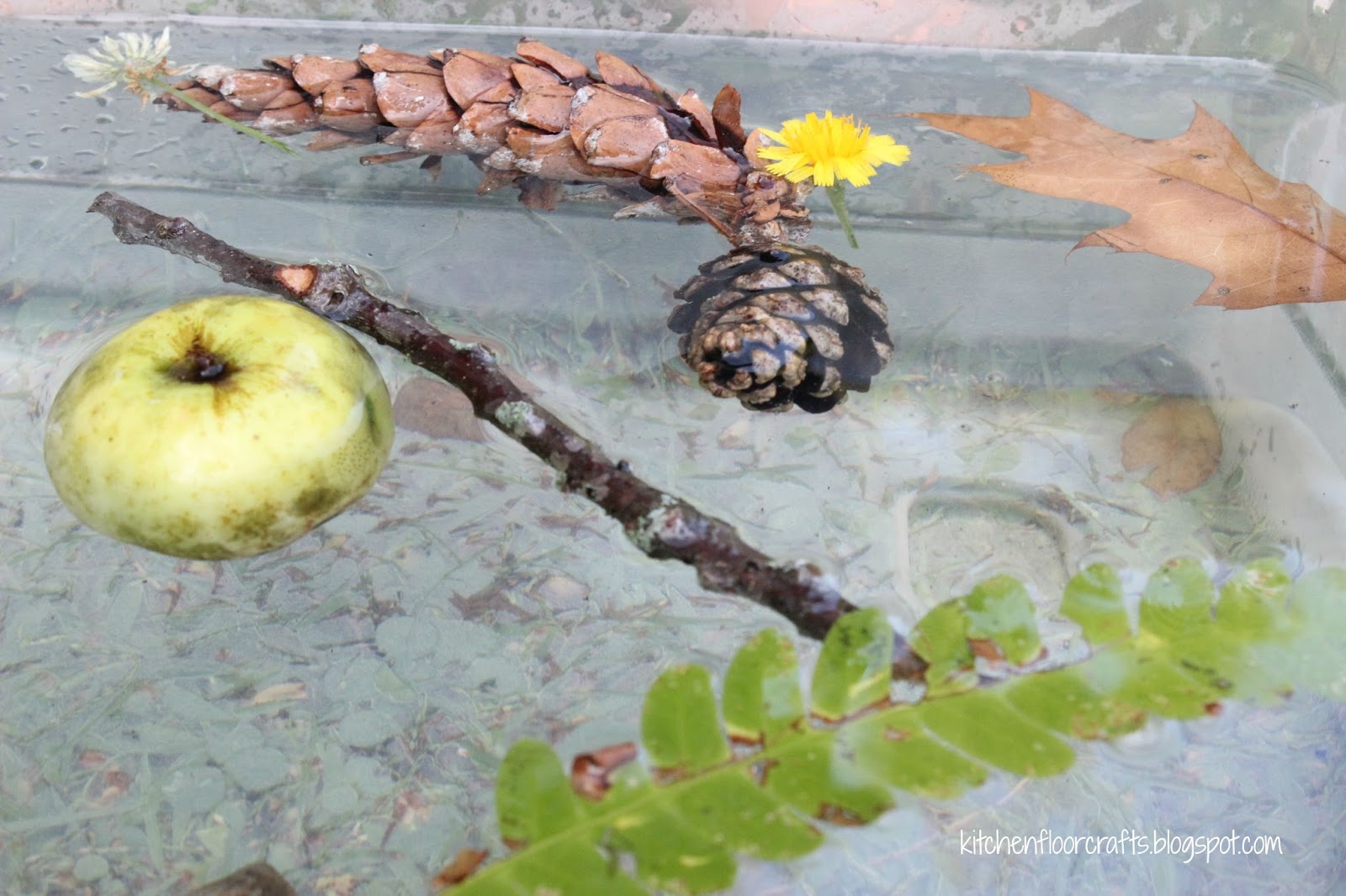Kitchen Floor Crafts: Nature Objects: Sink or Float Exploration