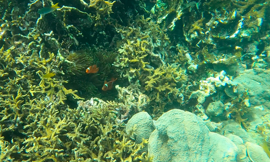 My Purple World : WW: Taman Nemo, Pahawang and Kelagian Island, Lampung