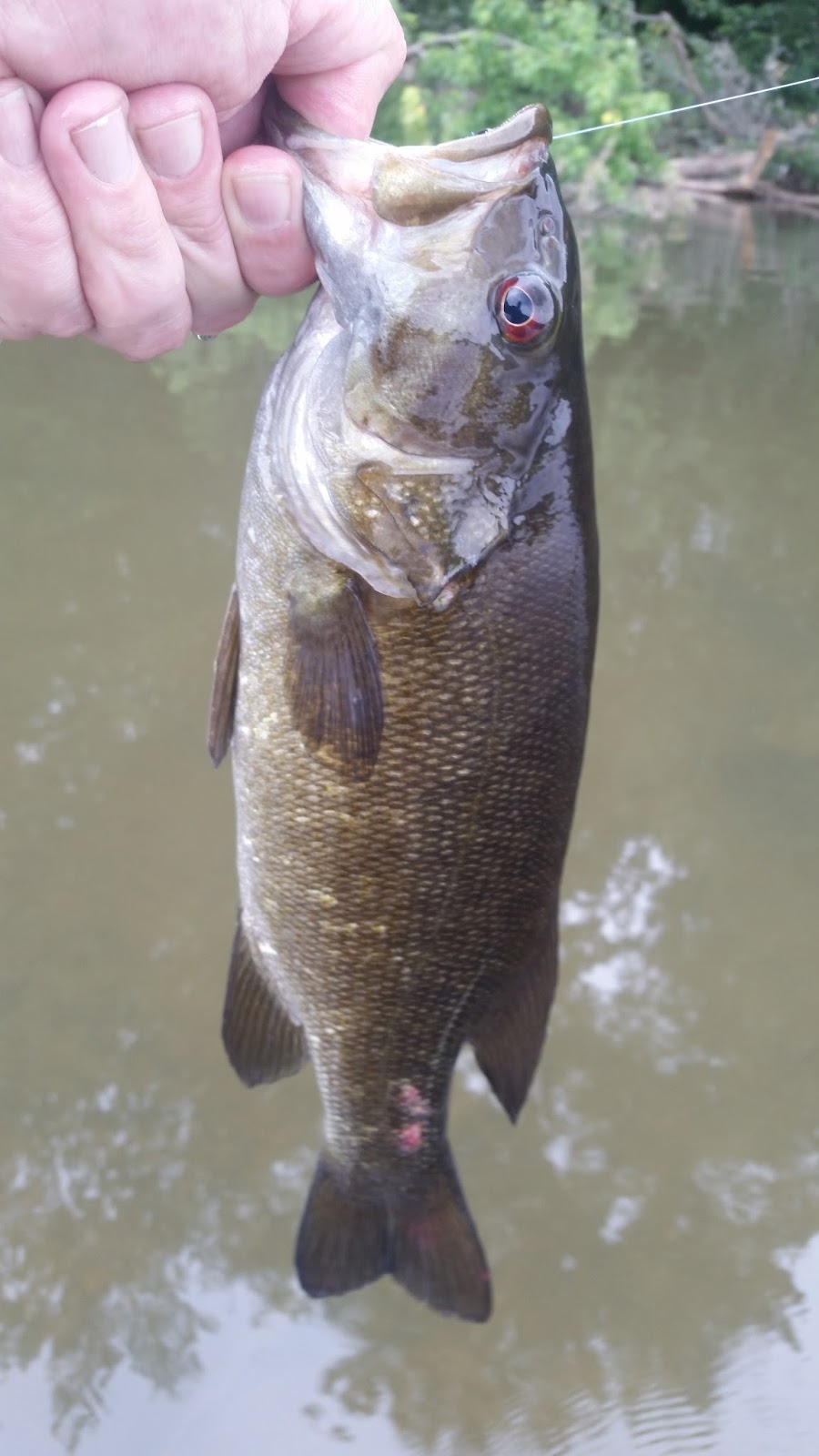 In Reel Time Fishing: Smallmouth bass grow in trees