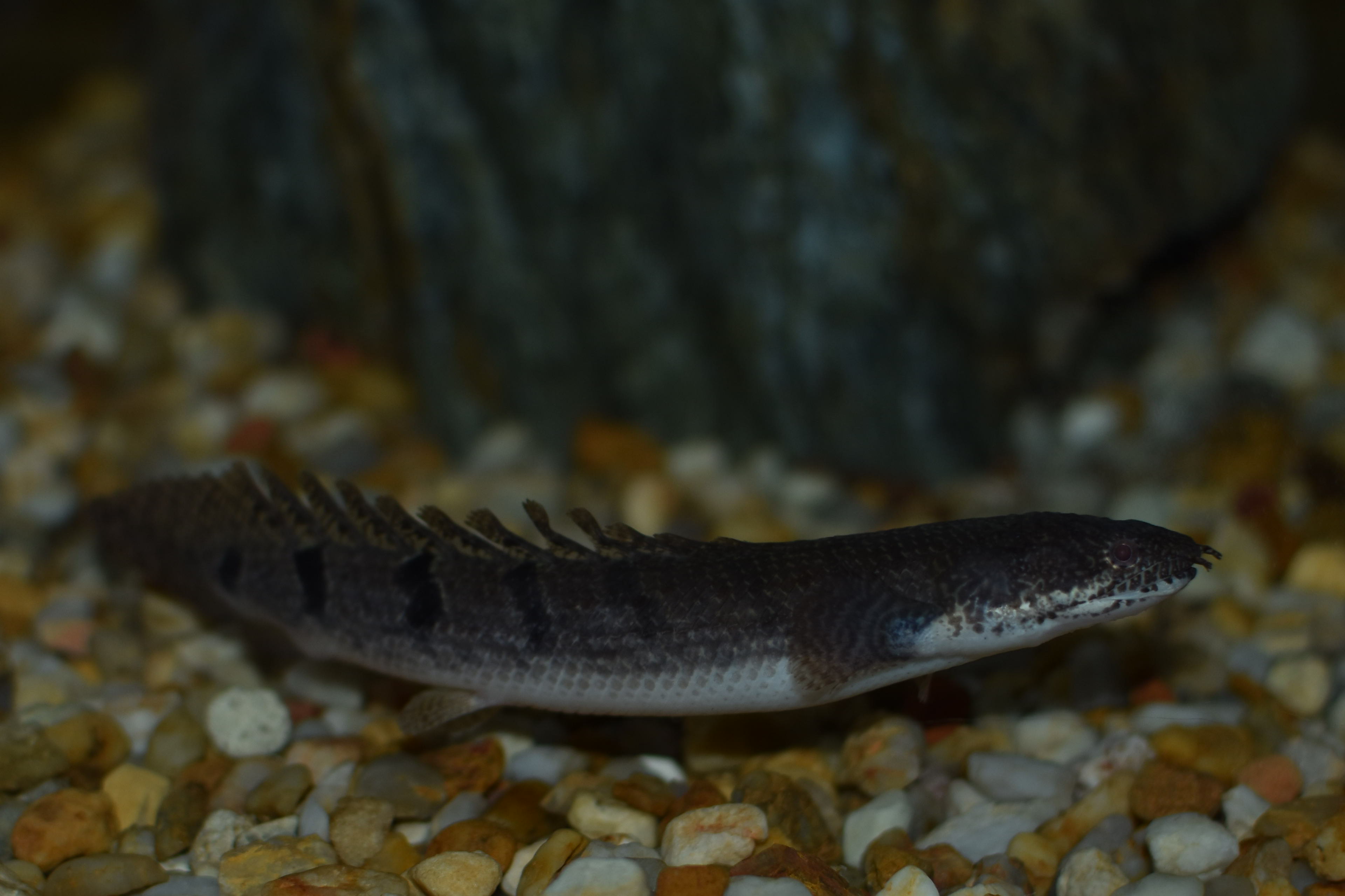 ZOOTOGRAFIANDO (6.100 ANIMALS): BICHIR RAYADO / ARMOURED BICHIR ...