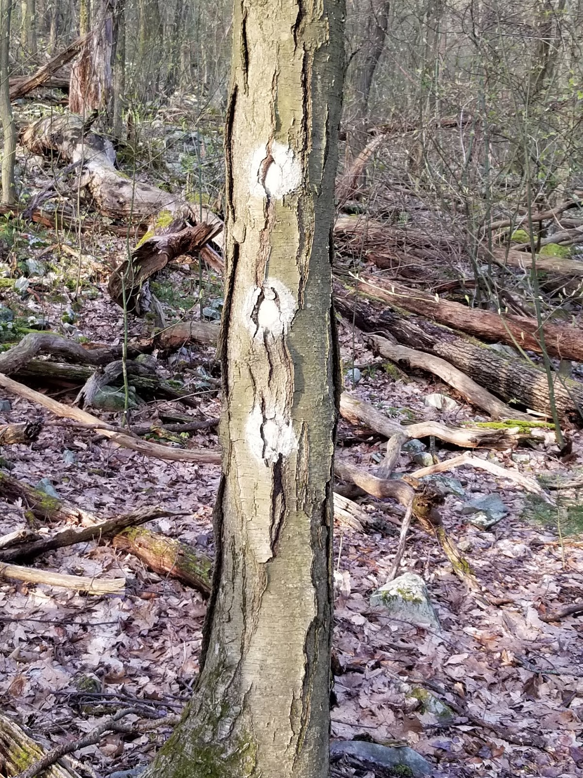 Central Pennsylvania Forestry: Maintaining Forest Boundary Lines