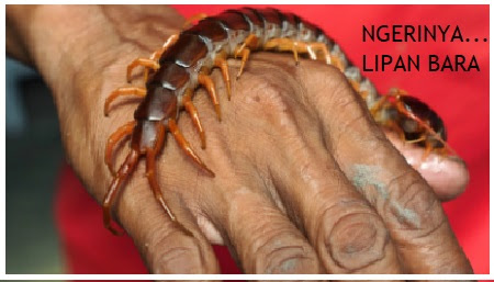 Anim Agro Technology: LIPAN DAN LIPAN BARA