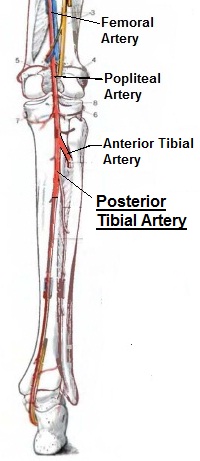 Tibial arteries