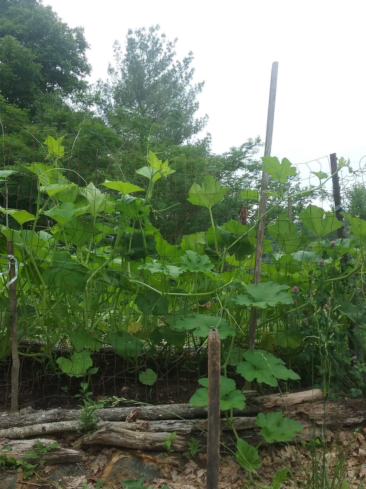 Vegans Living Off the Land: Blueberry & vertical trellis biodiverse garden