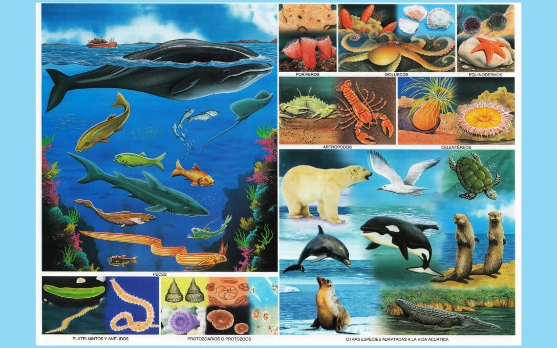 Fernandez Yesica: Animales de ambientes Acuáticos y Terrestres