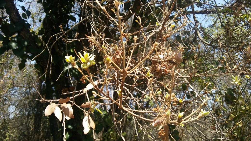 La Natura a la Baixa Tordera: Sobre la Cuca peluda del suro (Lymantria ...