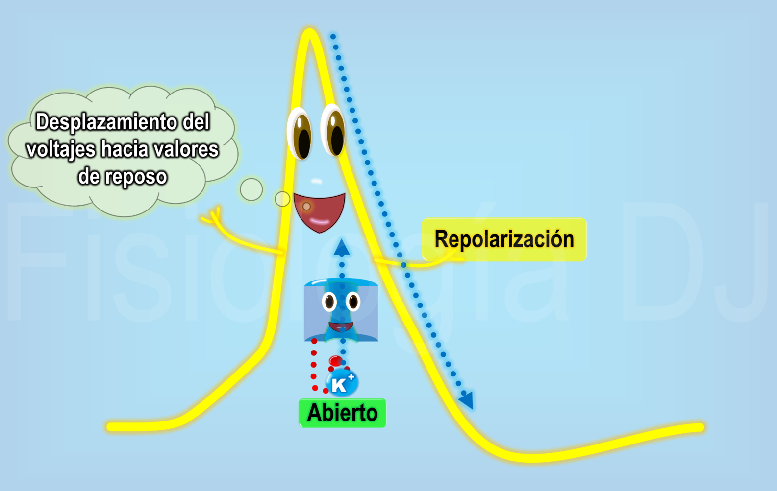 Fisiología DJ: Fisiología: Repolarización