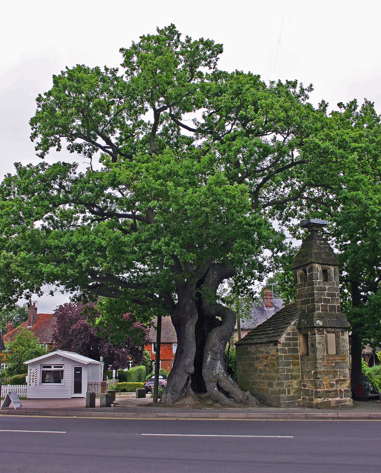 Gardening with John Steedman: Cambium - The Living Part of a Tree or Shrub