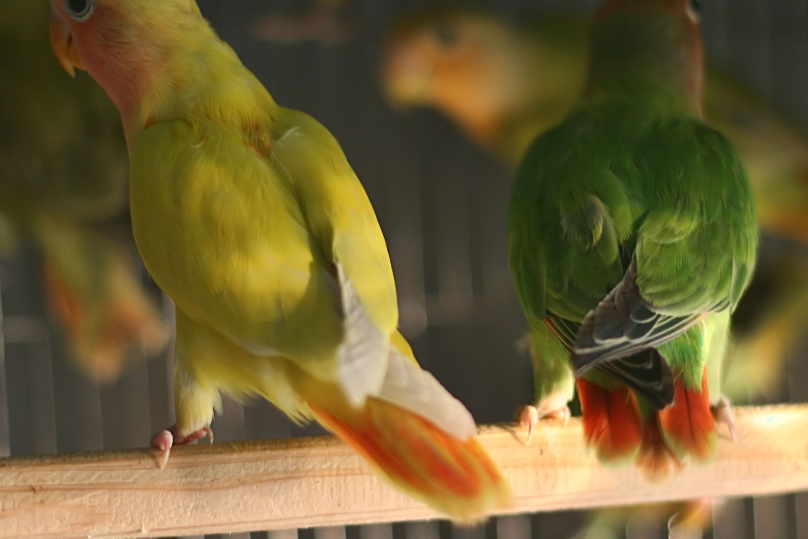 Agapornis Veríssimo: Novas Crias