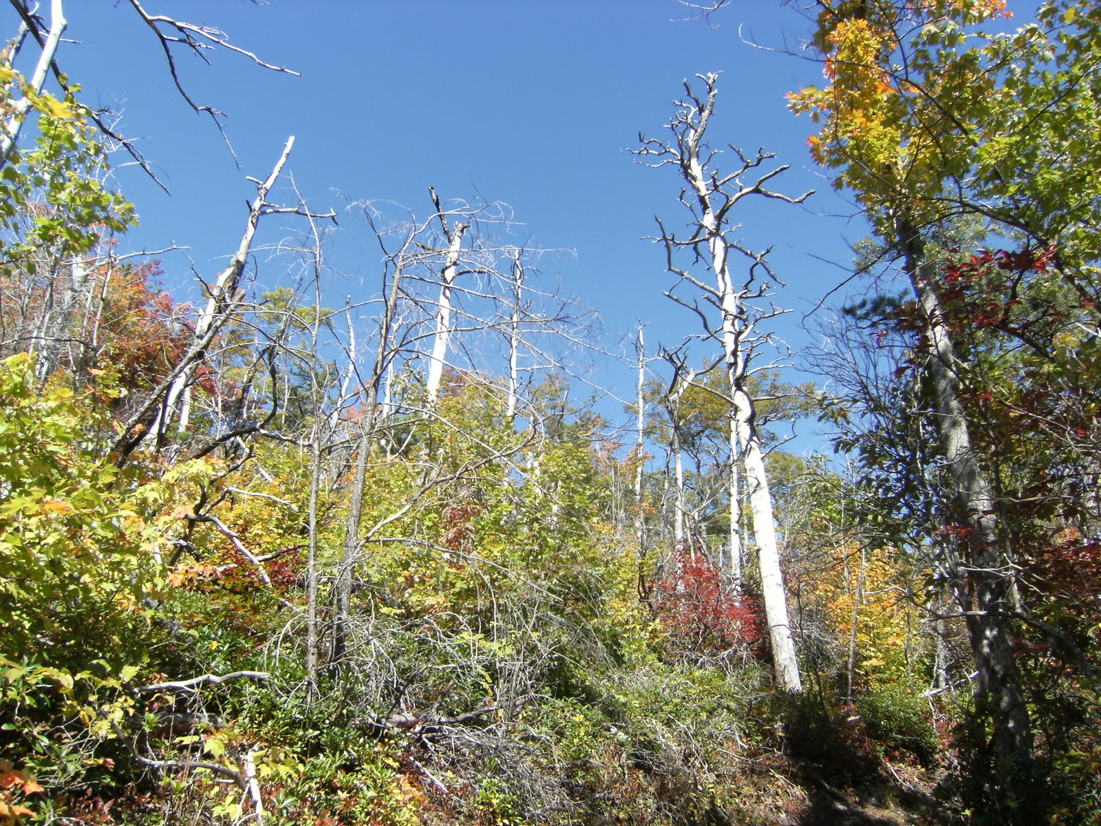GSMNP - HIKER: Hike to Gregory Bald in the GSMNP