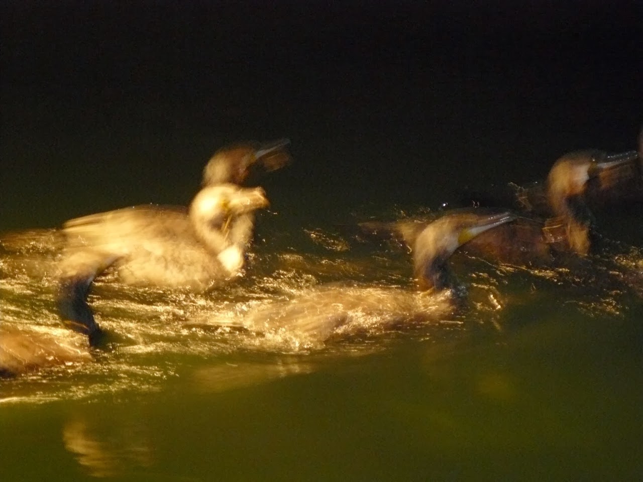 Fish B4U Fly: "Fly" Fishing in China? - Catch and Release in the ...