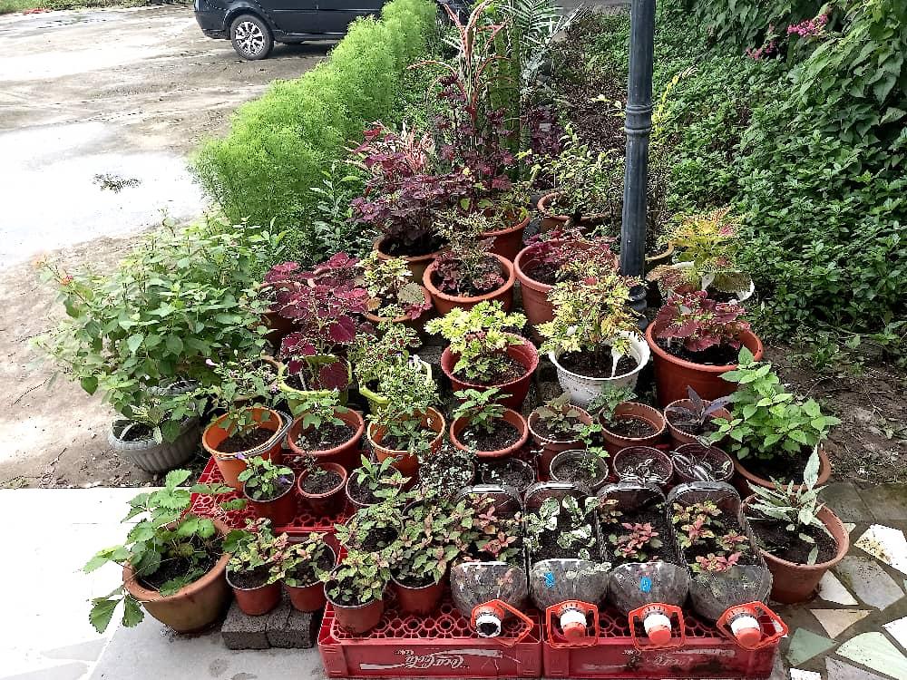 BUNGA KEINDAHAN ANUGERAH DUNIA, PUAN KHALIDAH MENANAM BUNGA UNTUK ...