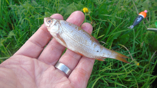 Piscatorial Quagswagging: The Close Season Zander Quest Pt.201 ...