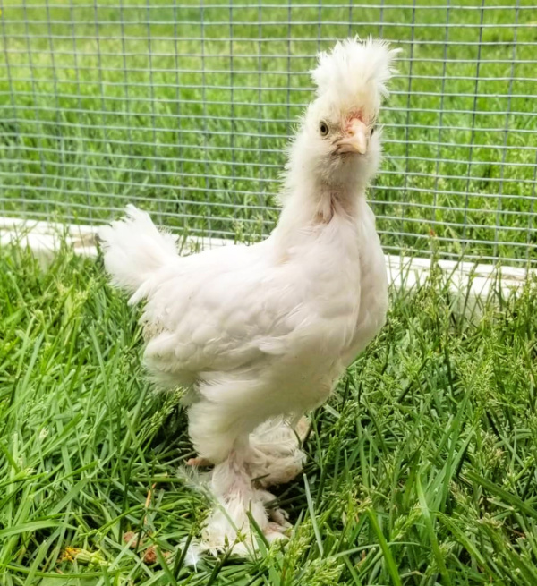Meet Delilah the White Sultan | Our First "Fancy" Chicken - Fresh Eggs ...
