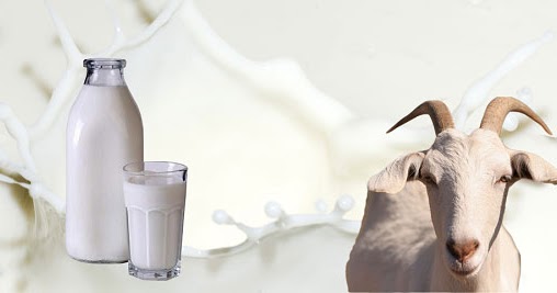 WELCOME TO MY BLOG, ENJOY IT !: Kenali Nutrisi dan Manfaat Susu Kambing WELCOME TO MY BLOG, ENJOY IT !: Kenali Nutrisi dan Manfaat Susu Kambing