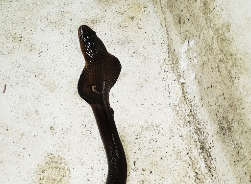 SPECIES OF SNAKES FOUND IN ASSAM