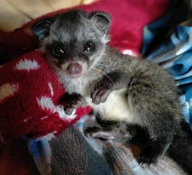 10 Kebiasaan Musang yang Wajib Diketahui Sebelum Mulai Memelihara ...