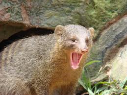 Nature & Culture: Mangusto