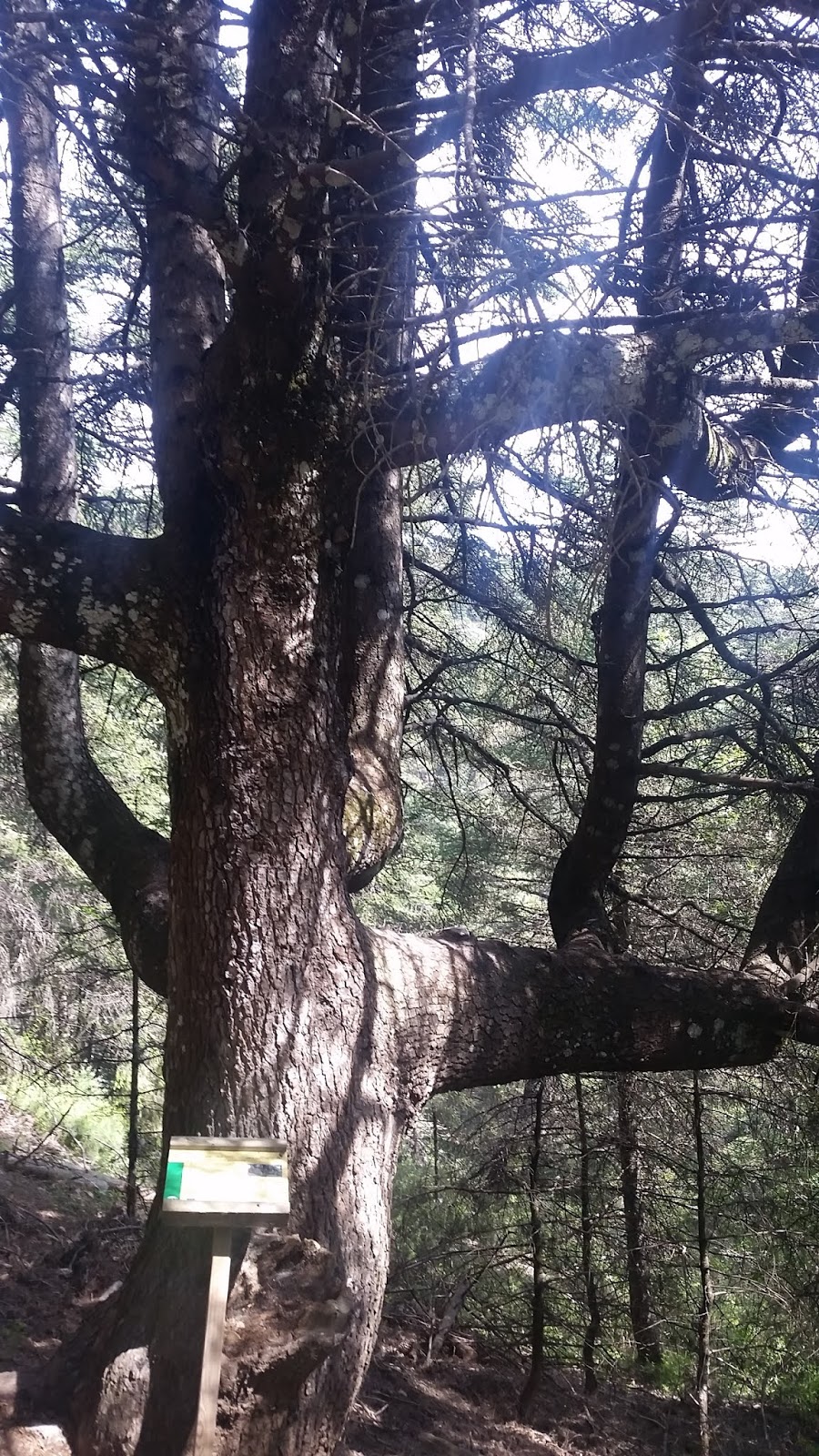 Las plantas de mis excursiones: Circular en la Sierra de Las Nieves ...