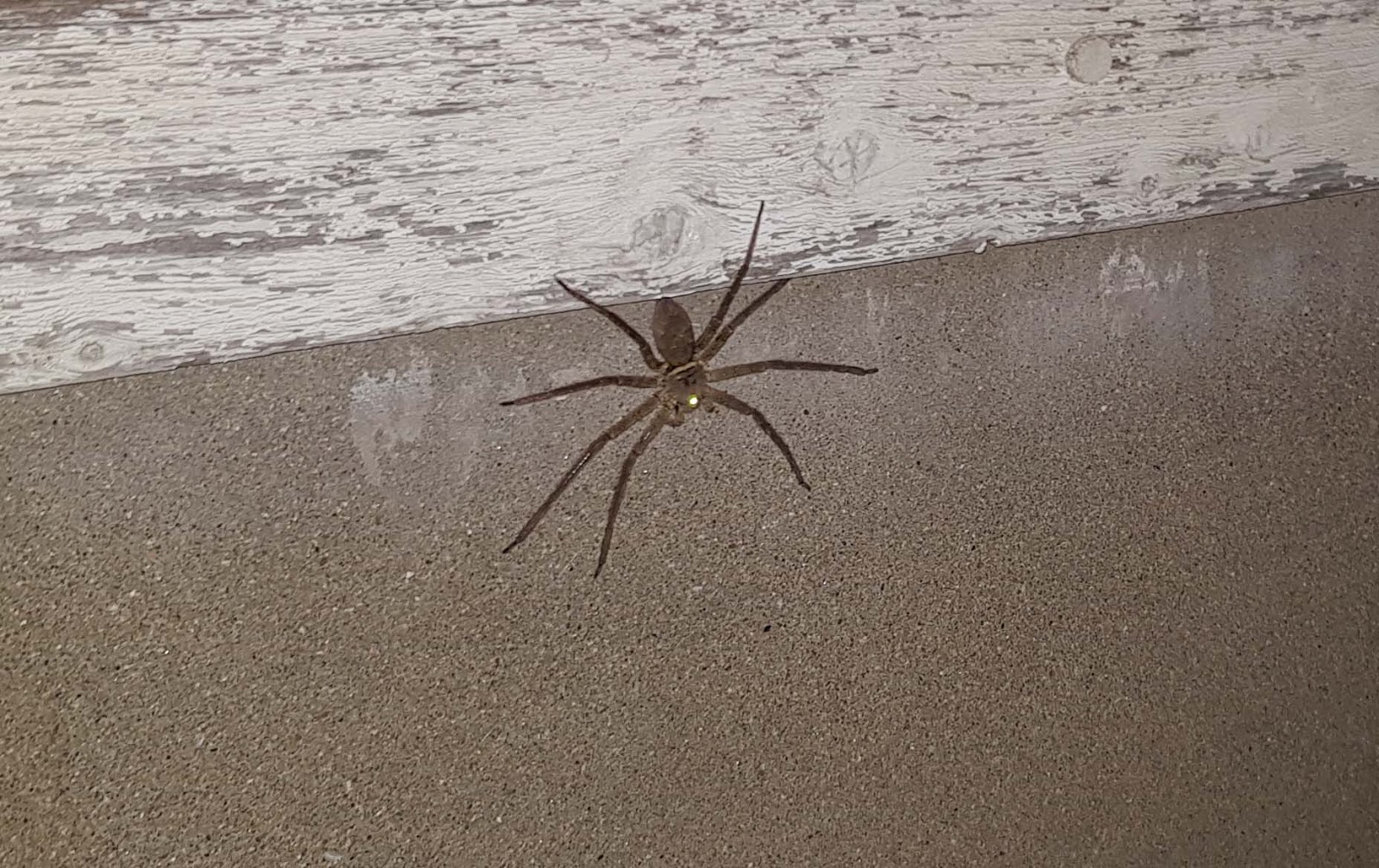 Ojika island in Nagasaki.Japan: Wildlife of Ojika : meet the critters