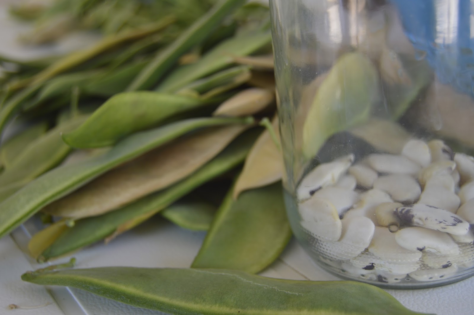 El Huerto de Tatay: Recogiendo y guardando garrofón