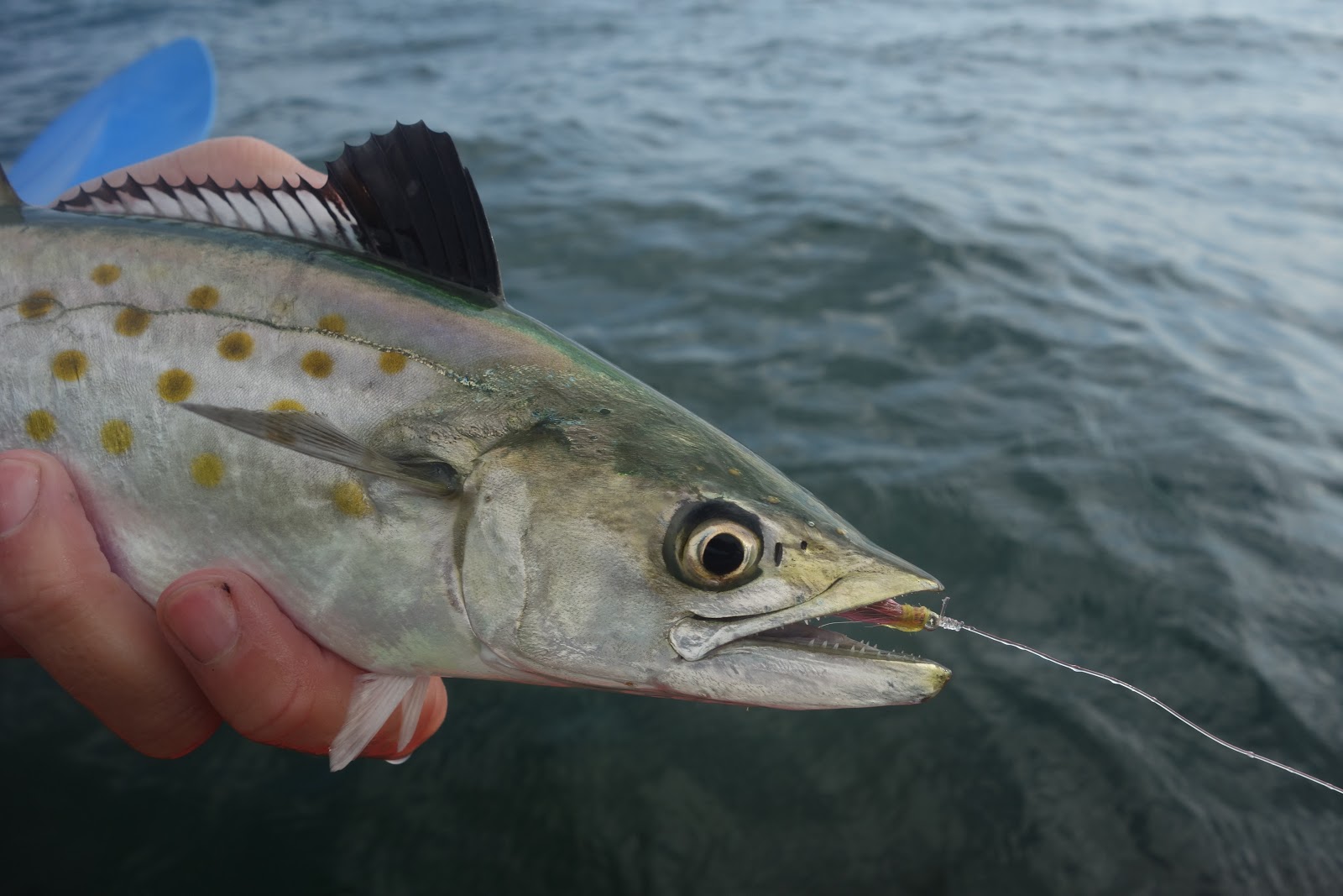 Connecticut Fly Angler: CT Bonito and Spanish Mackerel