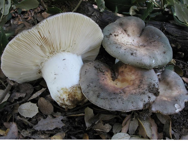 Hongos y setas Serrania Conquense