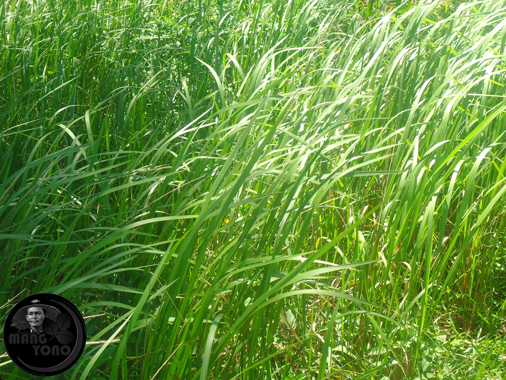 Alang-alang atau ialalang atau eurih