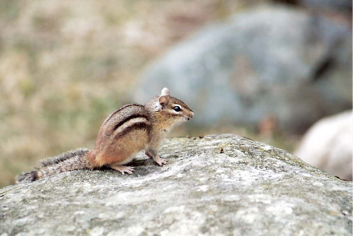 Isabella Conservation District Environmental Education Program: Native ...