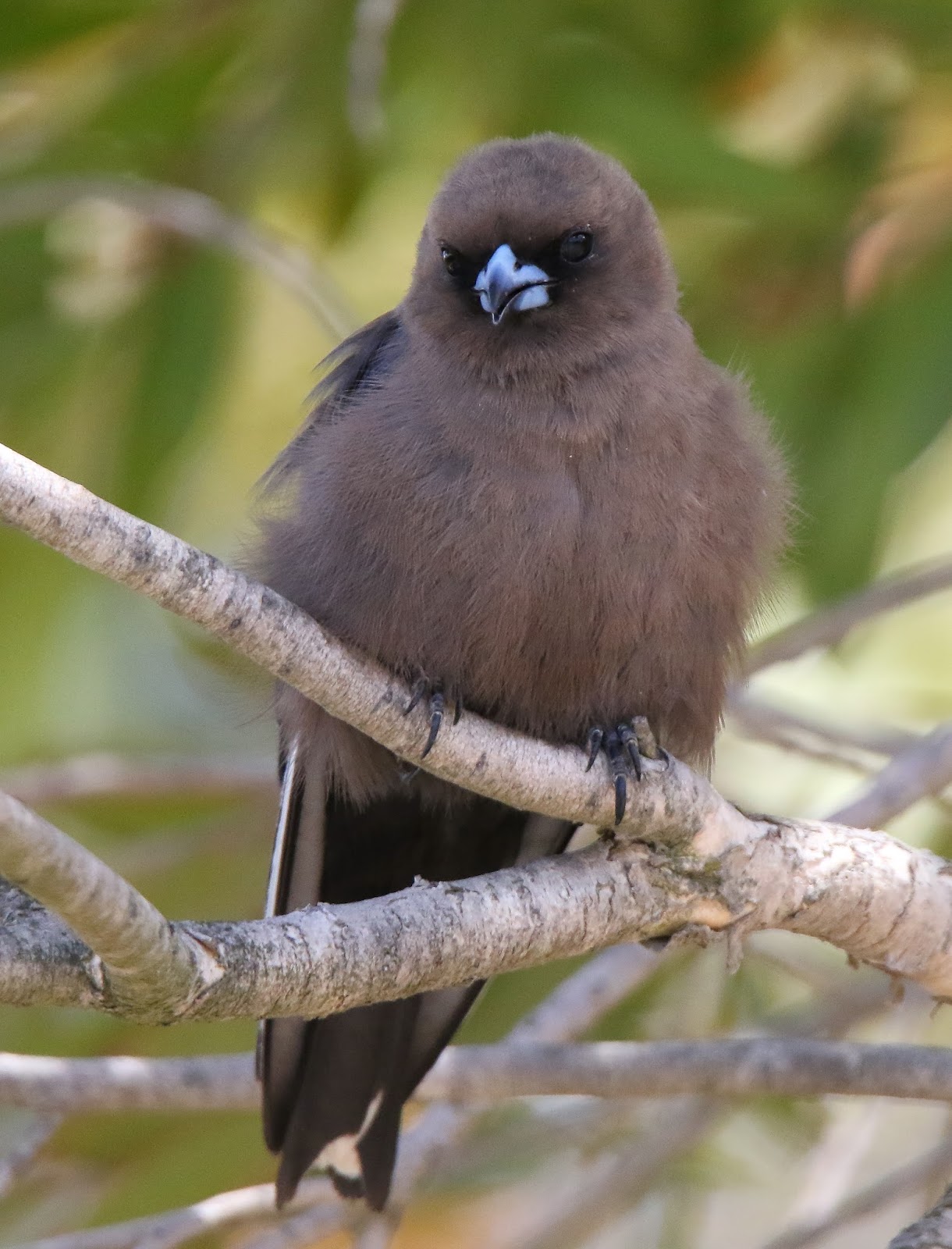 Richard Waring's Birds of Australia: A selection of Victorian birds