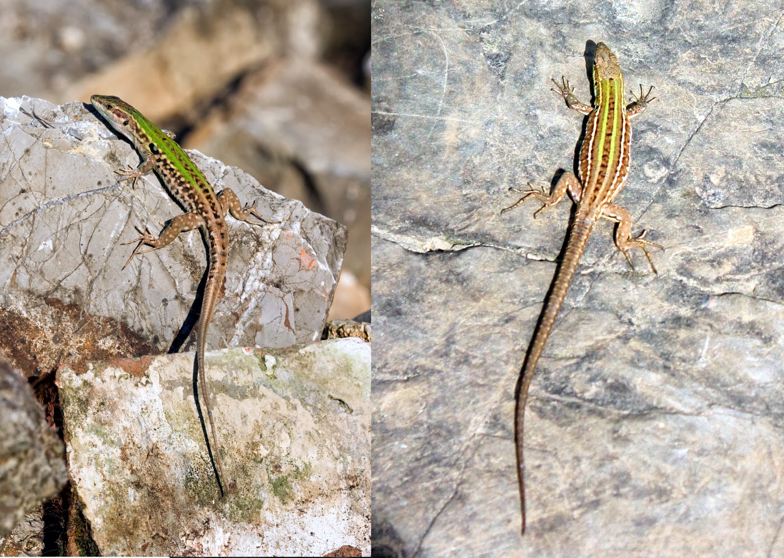 Long Island Herpetological Society Blogger: Rapid Evolution of Italian ...