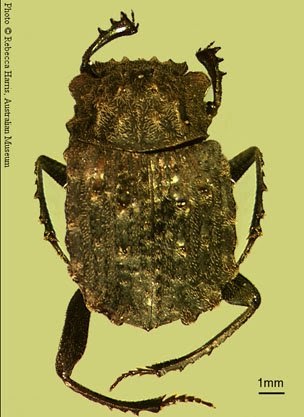 Variety of Life: Amphistomus