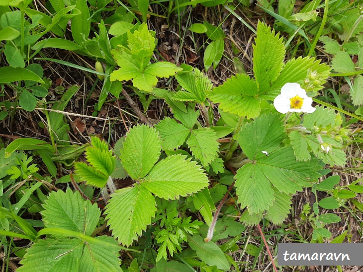 Всё о бегониях и не только...: Цветение земляники восточной (Fragaria ...