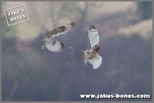 The amazing owl fight in photos : Jake's Bones