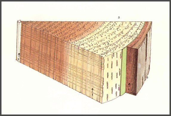 General Knowledge: How is the Bark of Tree Formed?