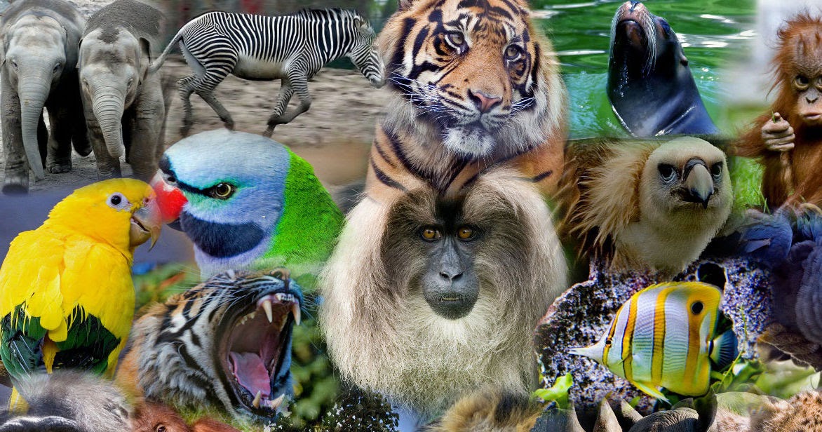 ¿Qué son los animales y según qué criterios se clasifican?