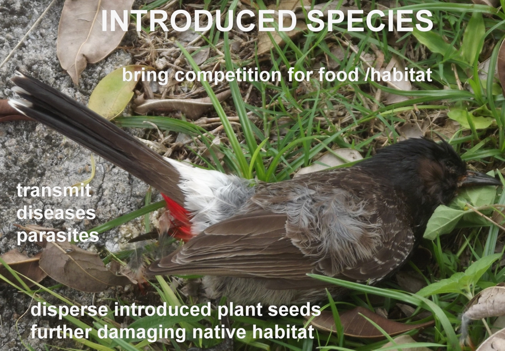 SETTLEMENT IMPACTS ON BIRDS OF HAWAII