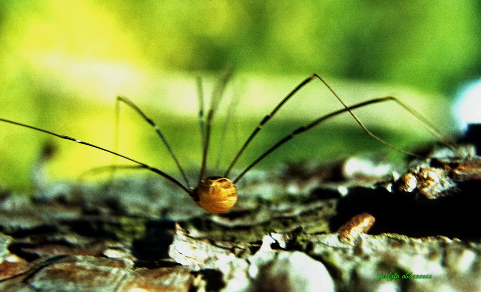 MONTES OBARENES ENTORNO Y VIDA: Opilion