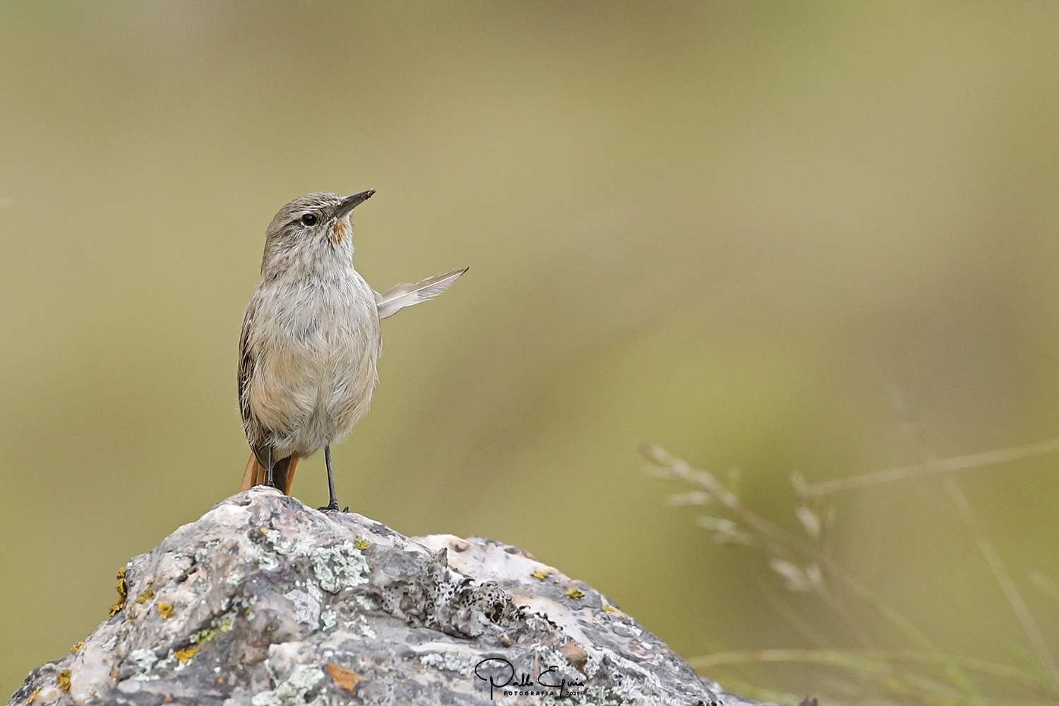 mis fotos de aves: Asthenes modesta Canastero Pálido Cordilleran Canastero