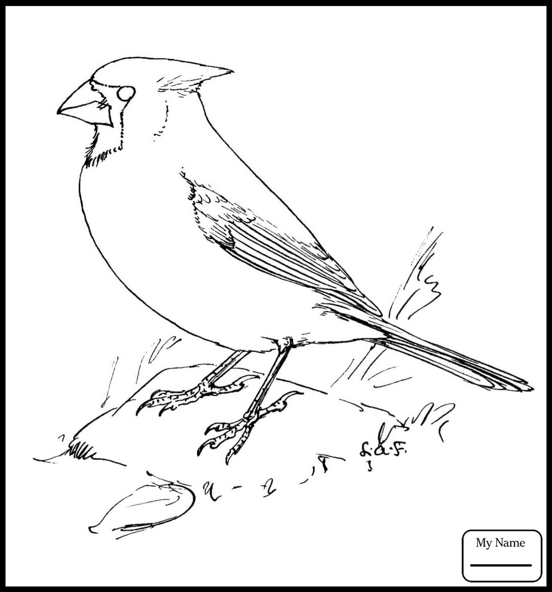 northern cardinal coloring pages - jiahajava